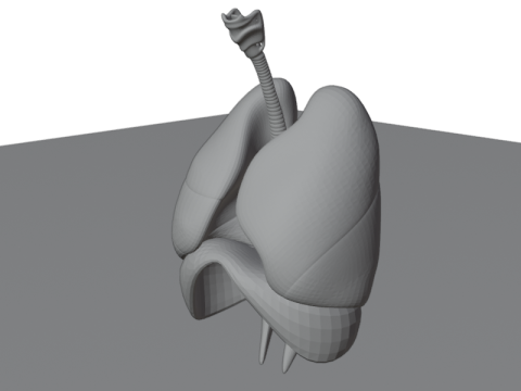 Diaphragme de trachée de poumons humains réalistes Beshmesh Modèle 3D ...