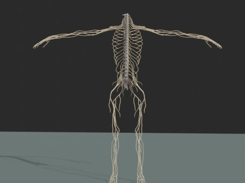 Realistic Full-Body Human Nervous System 3D Anatomy Model 3D Model in ...