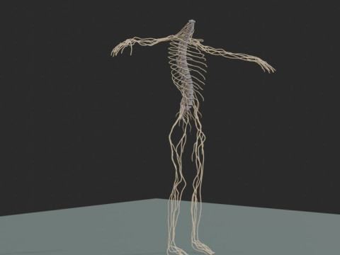 Realistic Full-Body Human Nervous System 3D Anatomy Model 3D Model in ...