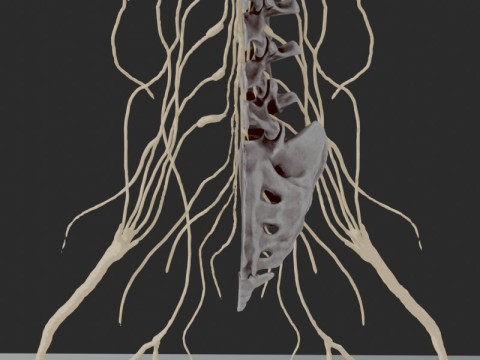 Realistic Full-Body Human Nervous System 3D Anatomy Model 3D Model in ...