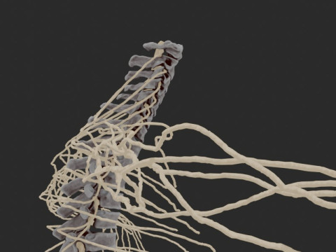 Realistic Full-Body Human Nervous System 3D Anatomy Model 3D Model in ...